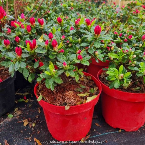 Azalia Japońska GEISHA RED 'KAZUKO' REALNE ZDJĘCIA - doogrodu.com.pl